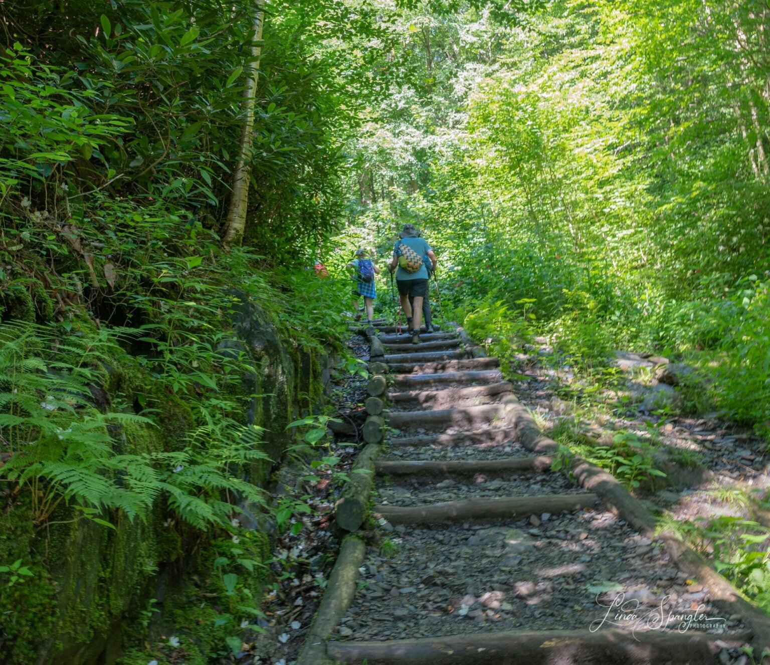 Hiking Chimney Tops Trail — a trail built to last for decades | Friends ...